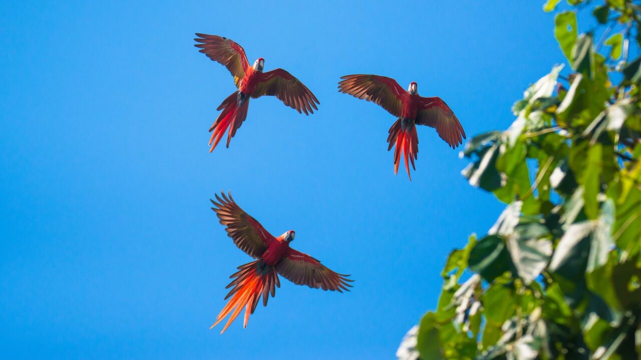 Costa Rica: Feria Nacional de la Lapa 2023 invita a honrar a esta especie y a explorar ...